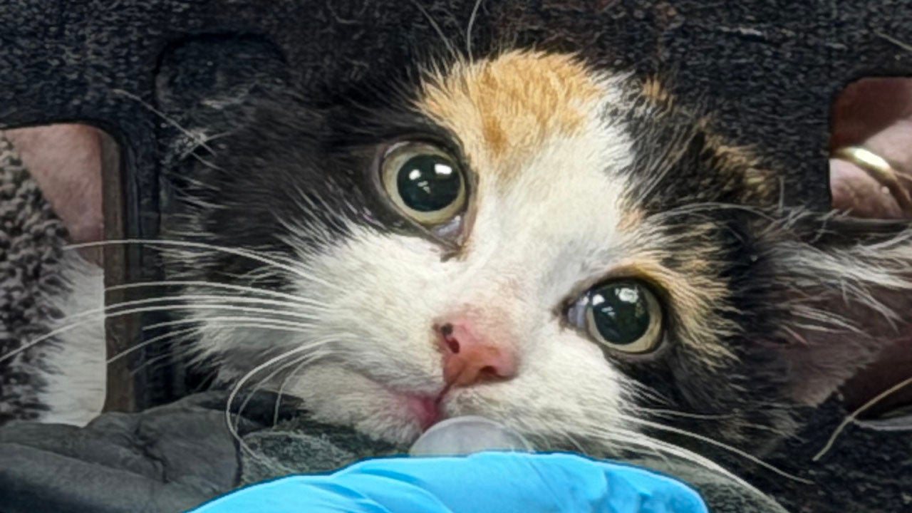 Firefighters, animal hospital save kitten trapped in metal sewer grate