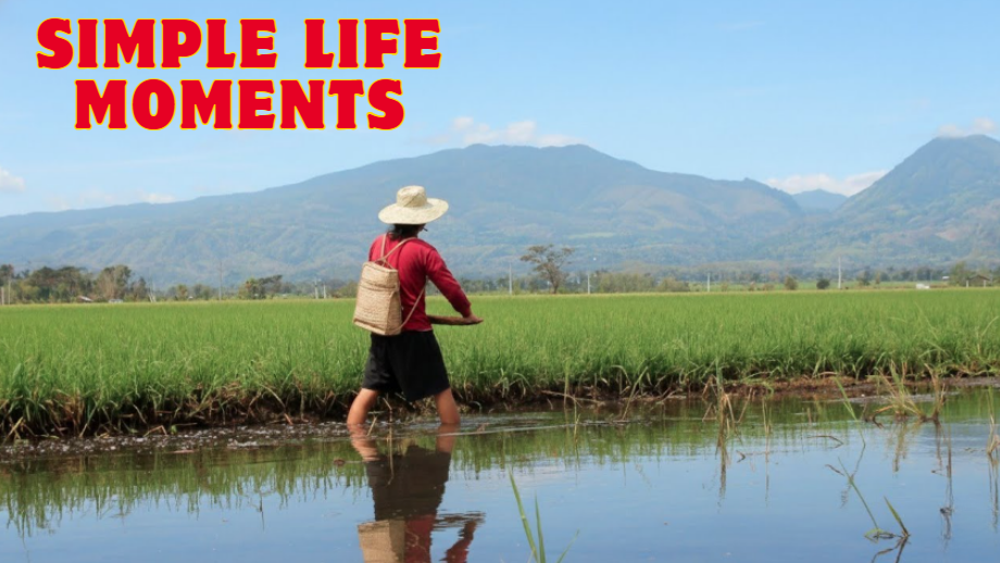 The art of snail picking in a peaceful rice field | Philippines ...