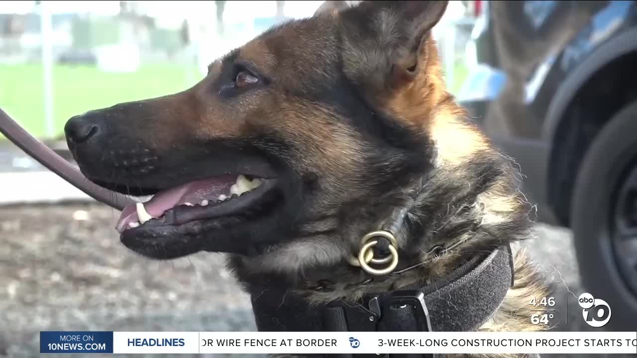 San Diego County Sheriff's K-9s get life-saving bulletproof vests