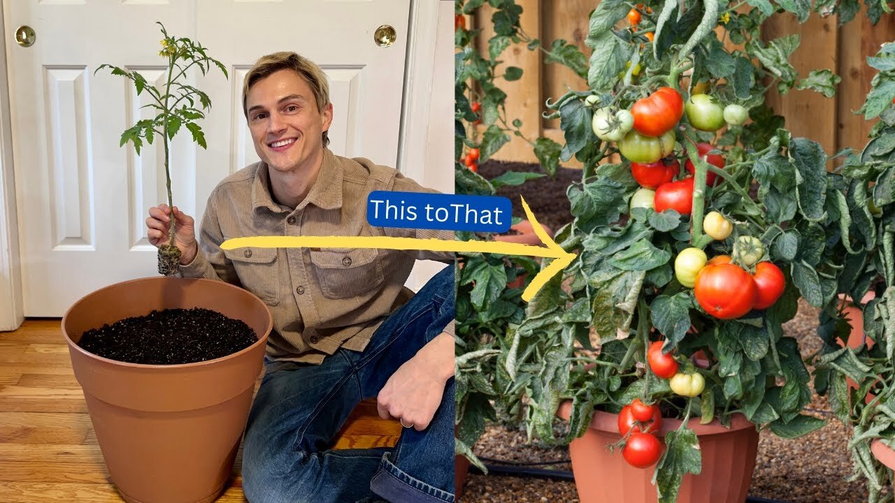 How to transplant tomato plants correctly