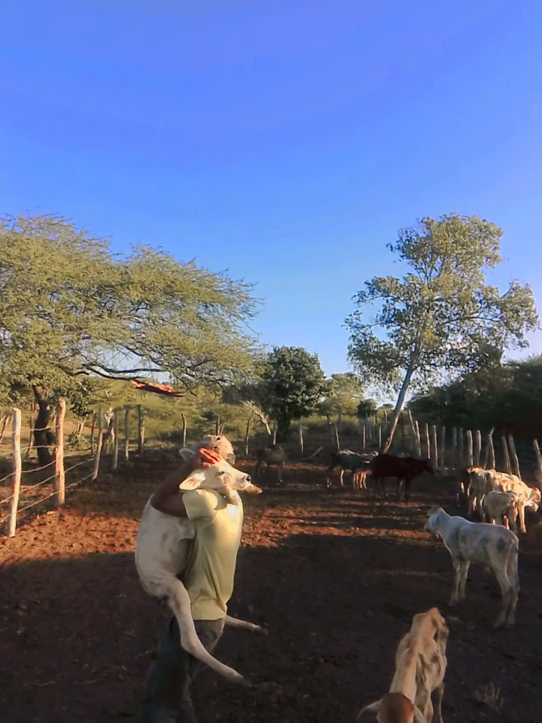Man playfully lifts goat in a sunny pasture