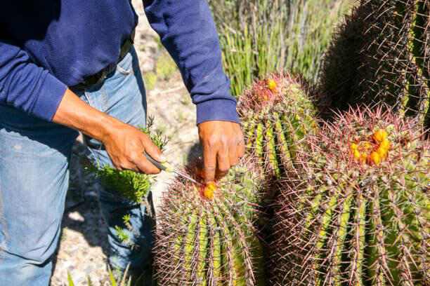 ¿Por qué el acitrón está prohibido en la Rosca de Reyes en México?