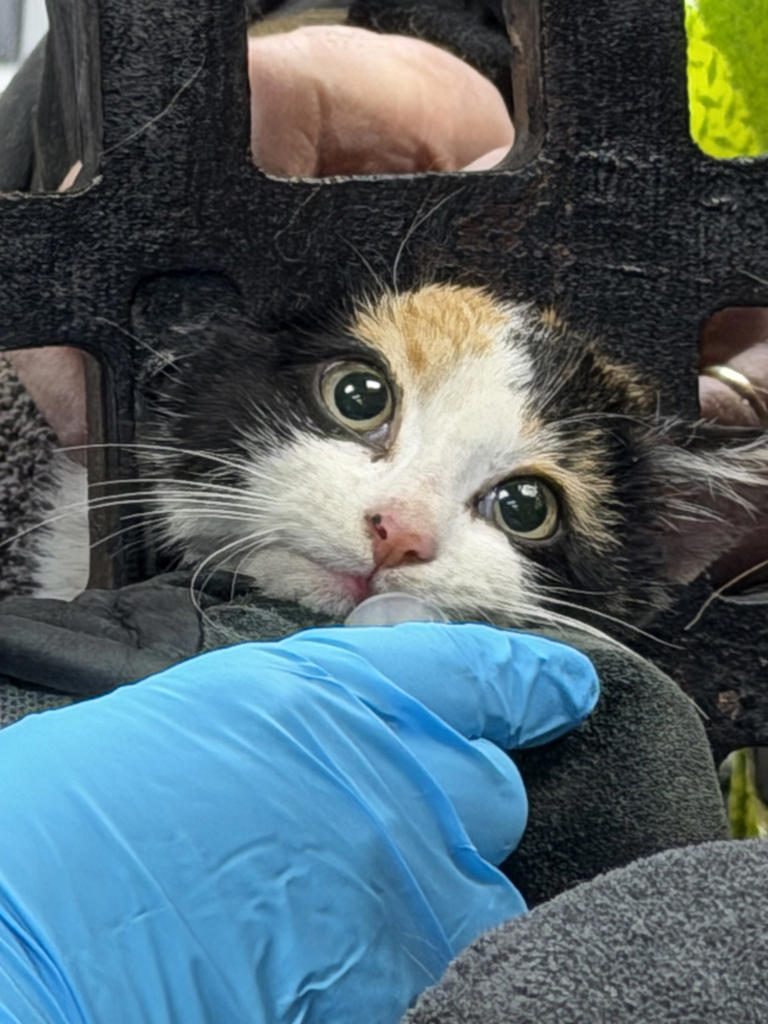 Indianapolis Fire Department saves kitten from heavy storm grate