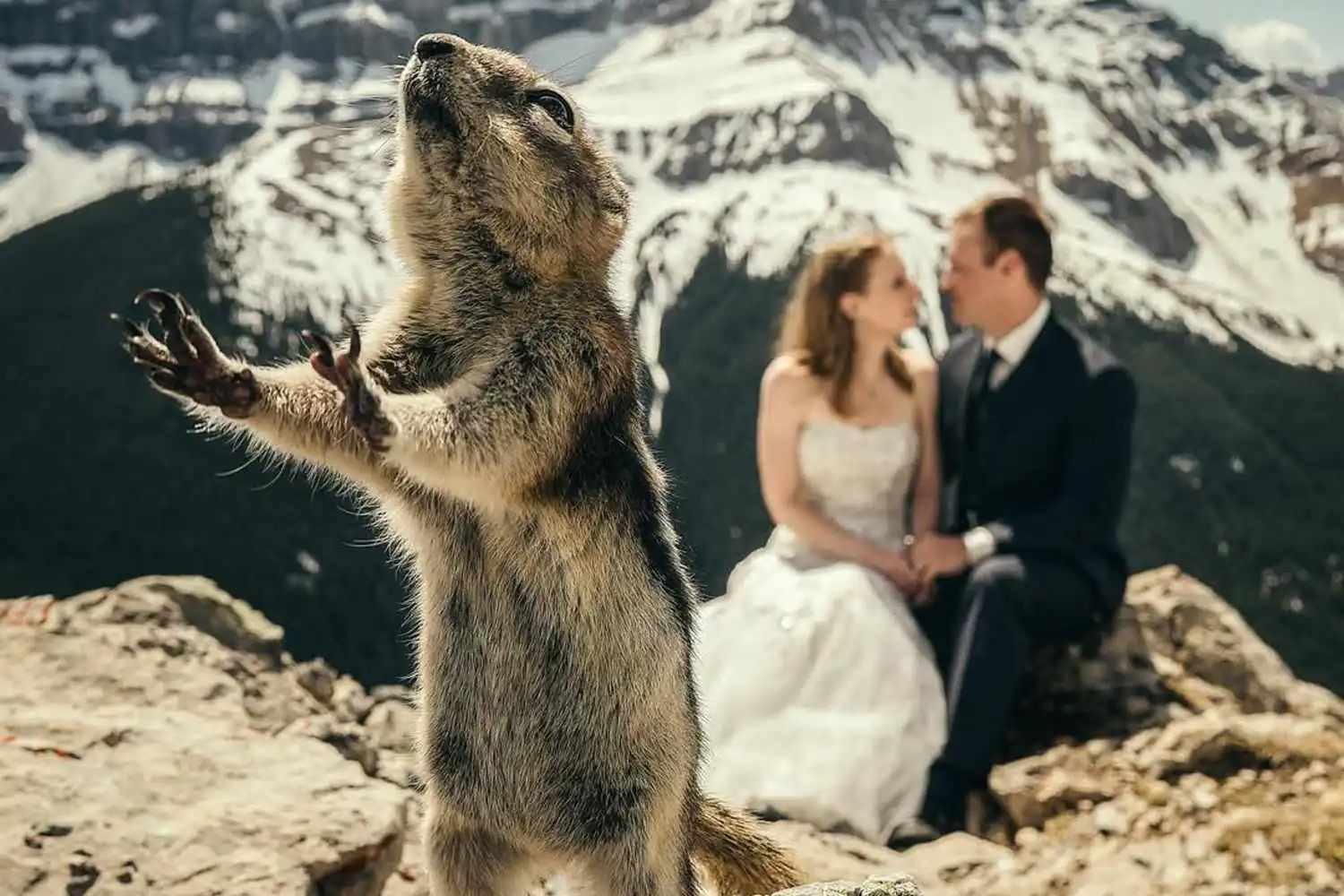 Esquilo curioso rouba a cena em fotobomb hilariante de casamento de ...