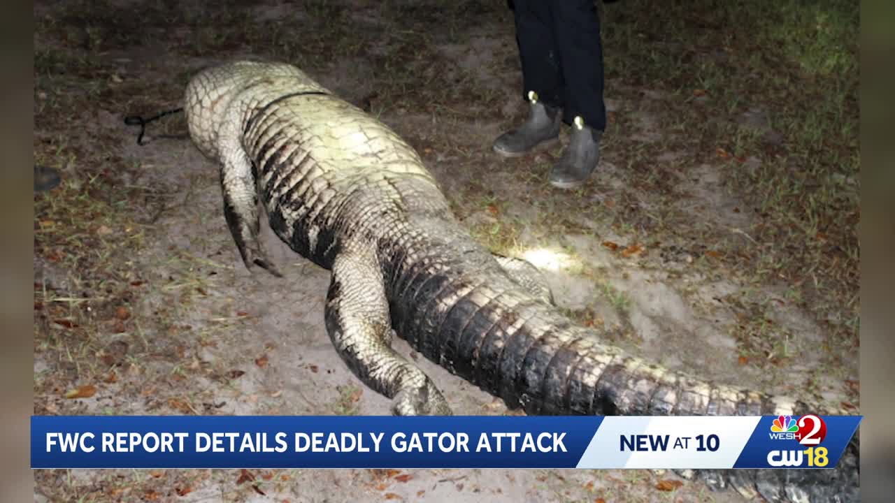 FWC kills gator responsible for deadly attack of 61-year-old woman ...