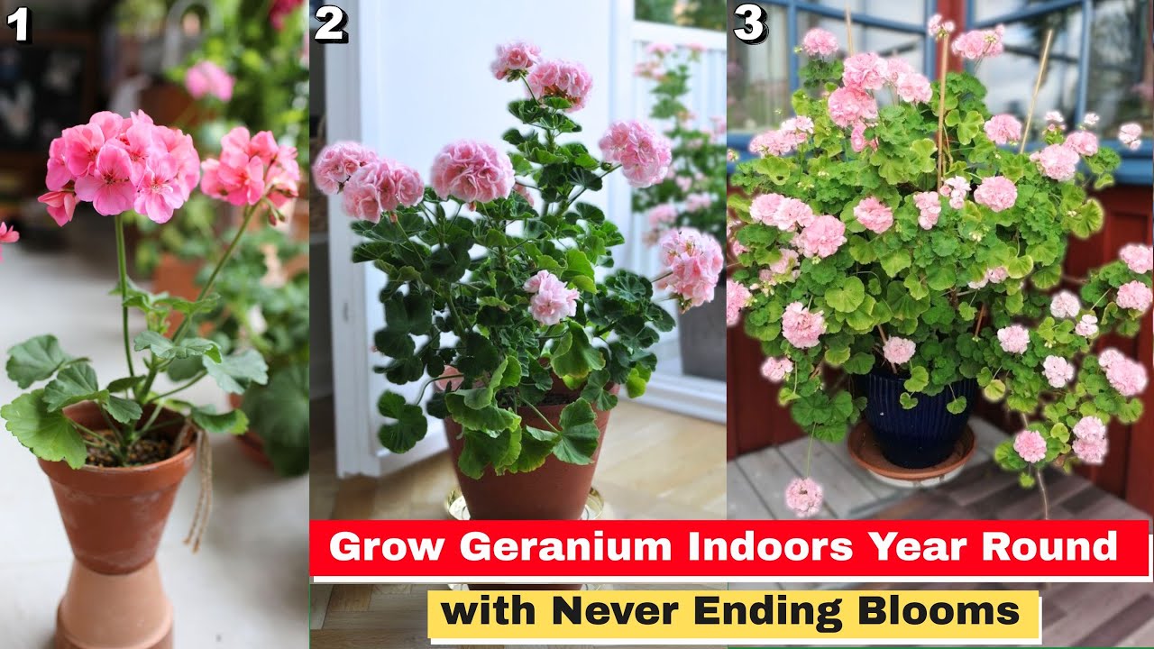 Secrets to growing geraniums indoors for continuous blooms