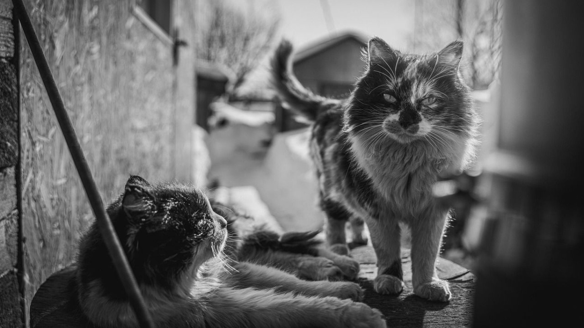 Do cats sense their own death? 10 signs veterinarians talk about