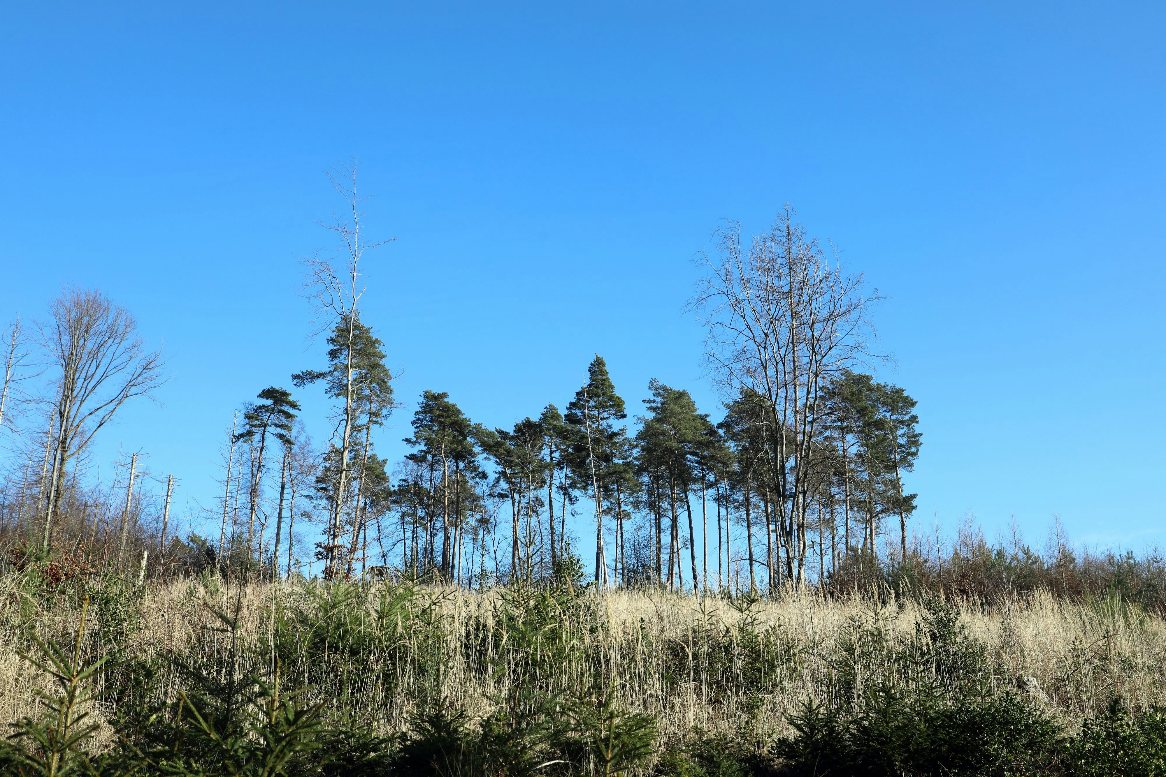 Durchwachsene Bilanz: Wie der Wald im Bergischen Vitalitätstropfen erhält