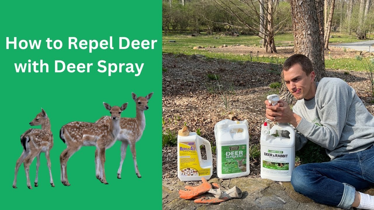 Repel deer from your garden - cheap, fast, and easy