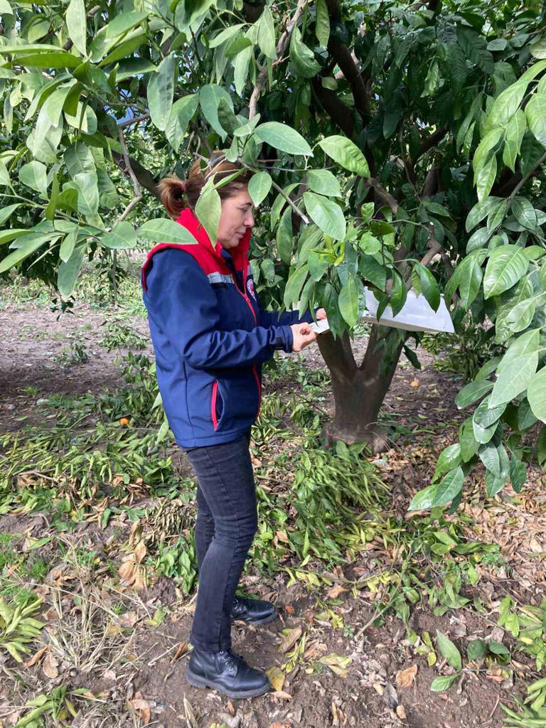 Narenciye bahçeleri kontrol edildi