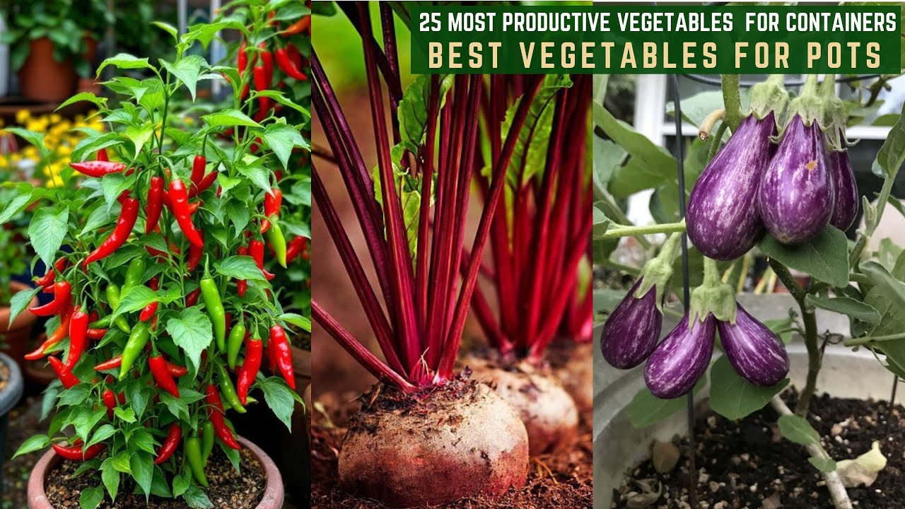 Best vegetables for pots and container gardening