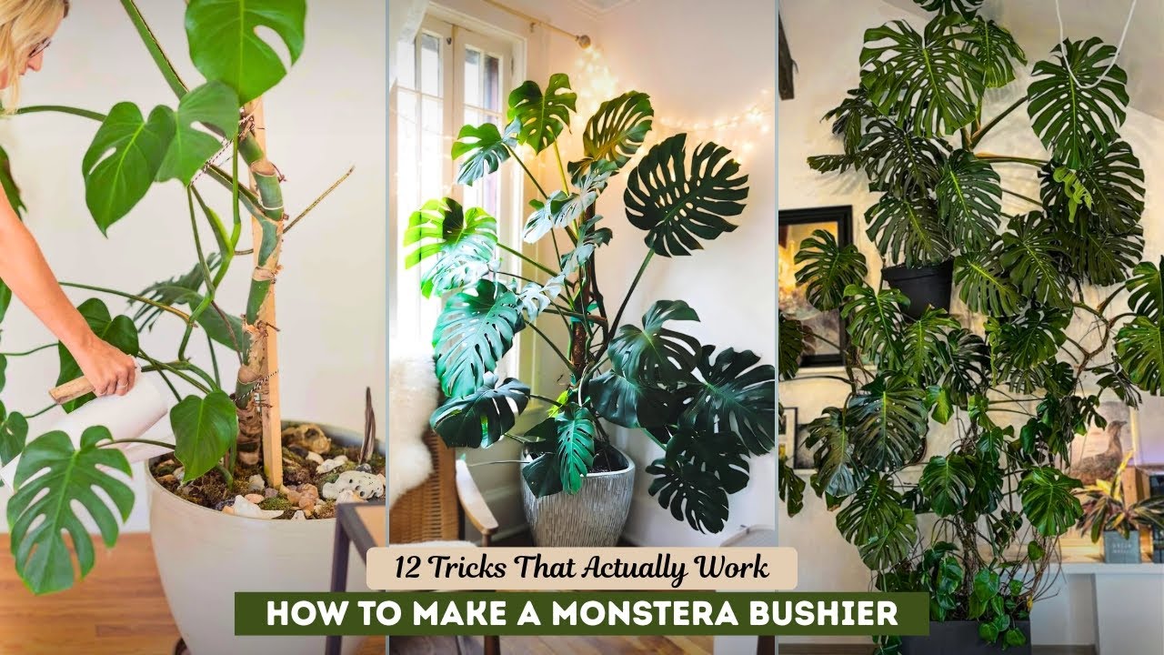 Make your monstera thrive with these 12 growth tips