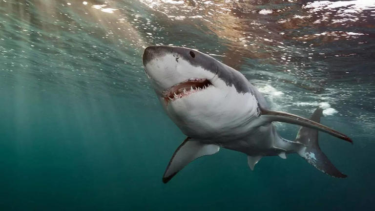 Human head found on WA beach believed to be missing snorkeller Wen Ren ...