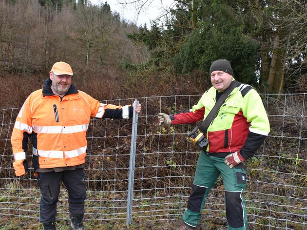 Dem Wald in Waldeck-Frankenberg geht's etwas besser