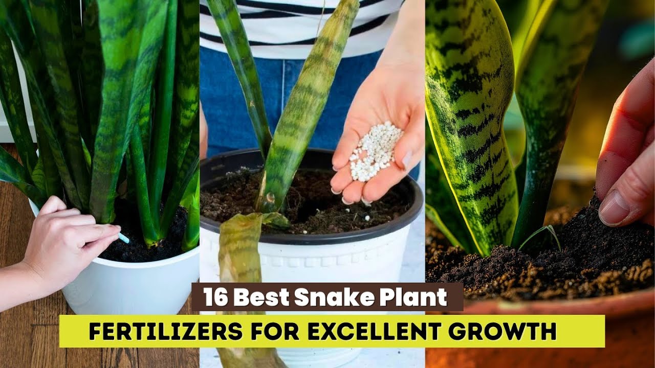 Top 16 fertilizers to maximize snake plant growth