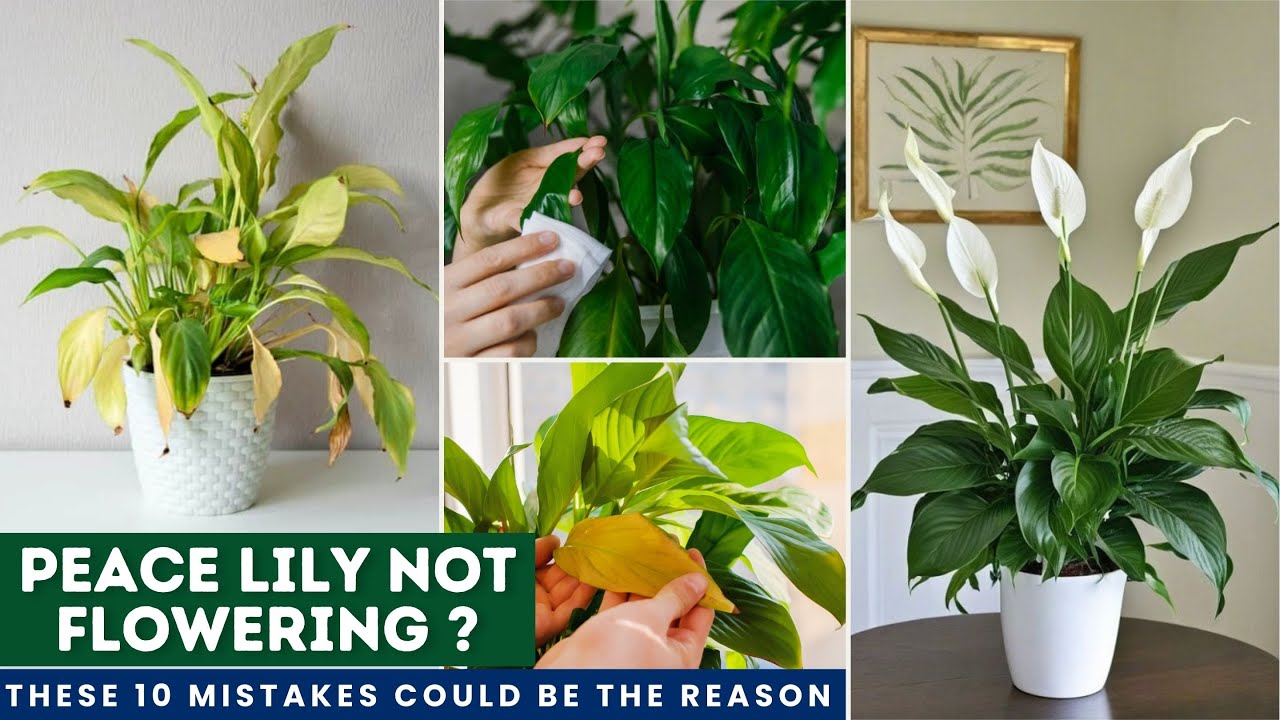 How to get your peace lily to flower by avoiding these mistakes