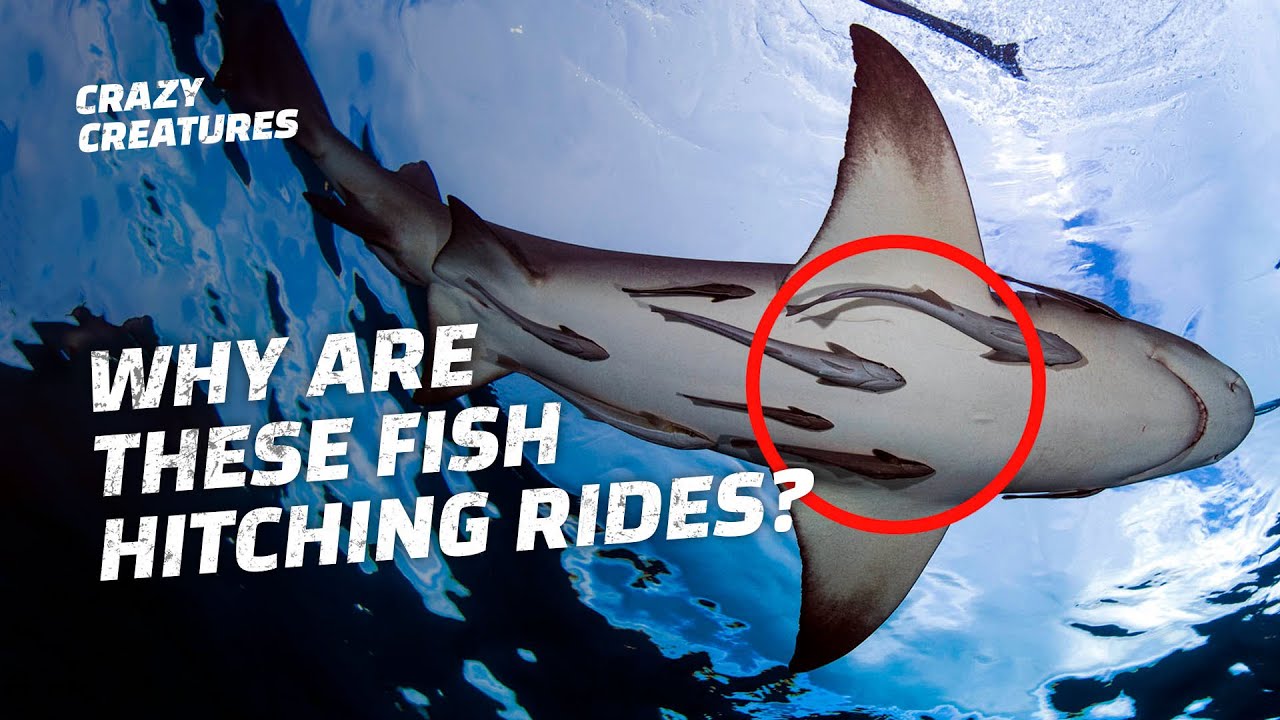 Why sharks tolerate this strange passenger