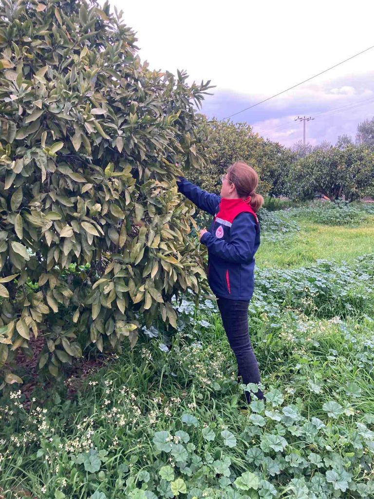 Narenciye bahçeleri kontrol edildi