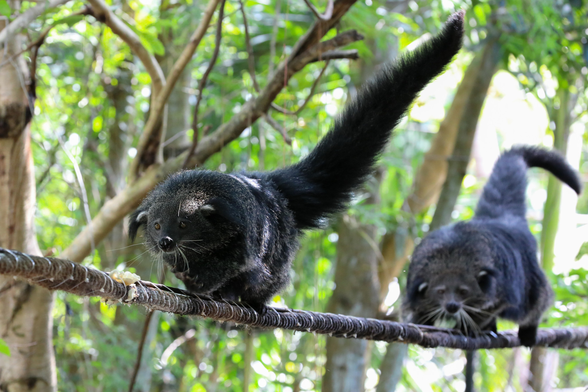 Amazing animals found only in Asia