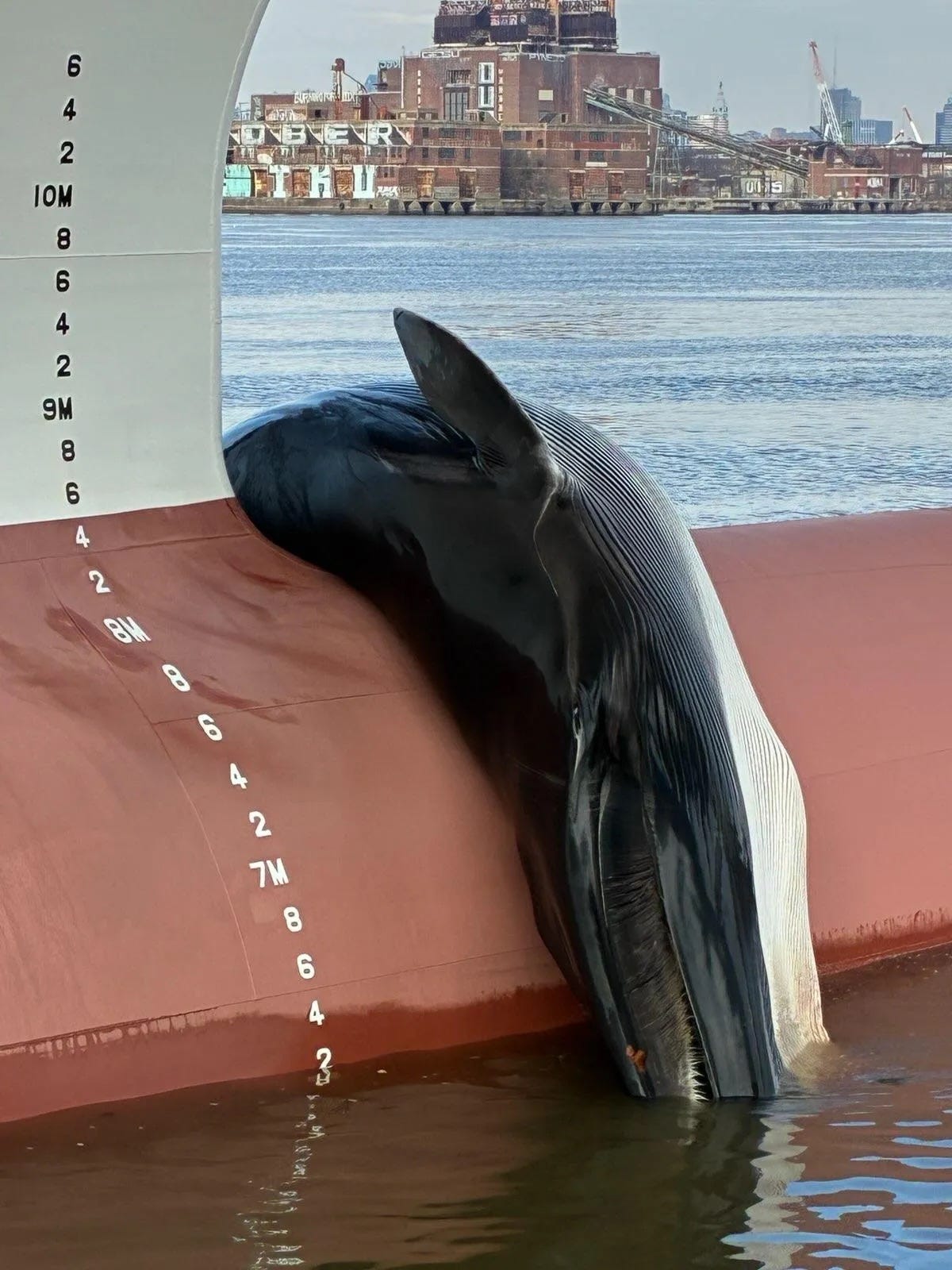 Dead whale found stuck on ship in this South Jersey marine terminal