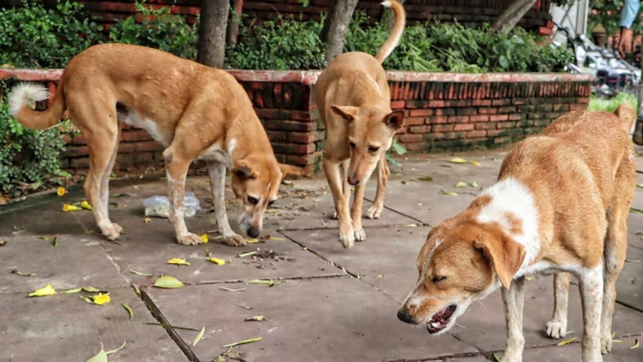 Don't chickens, goats have lives?: Supreme Court on stray dog lovers' plea