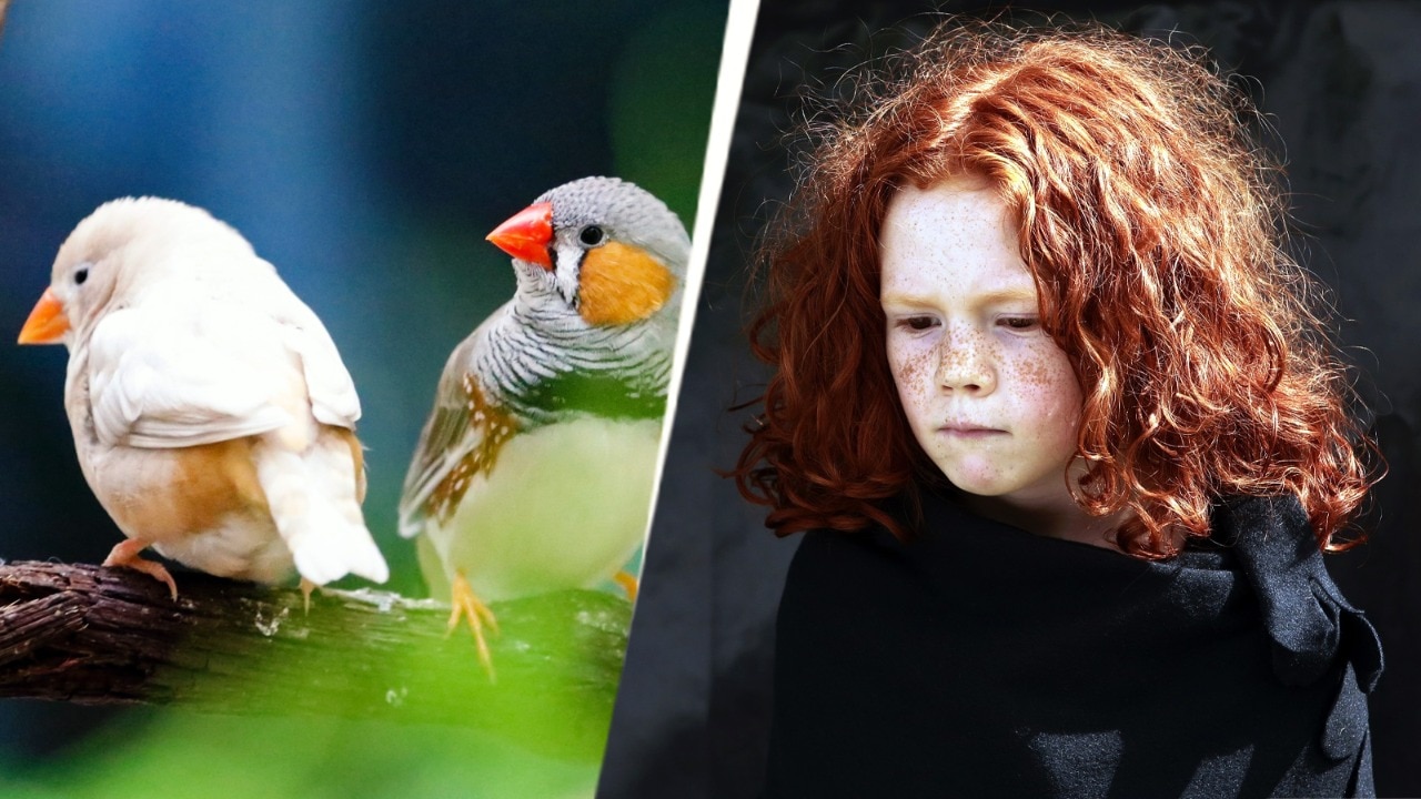 Why do some people have red or orange hair? Birds hold the surprising ...