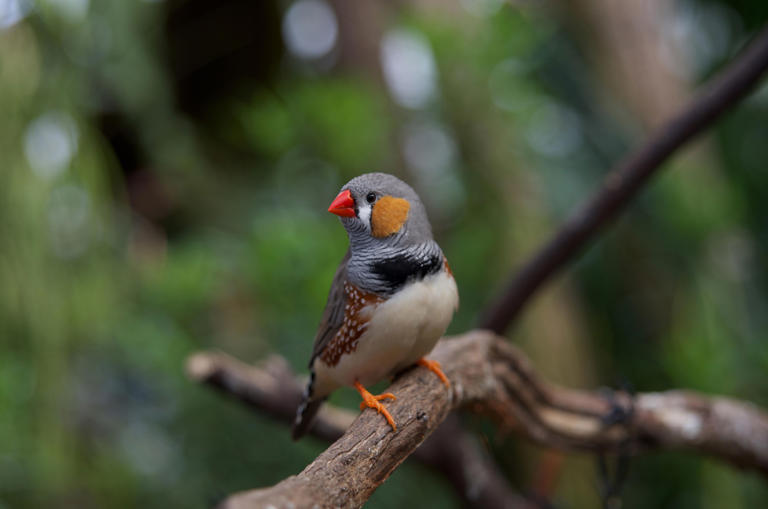 Why do some people have red or orange hair? Birds hold the surprising ...