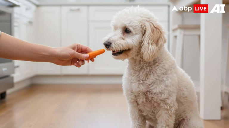 ABP Live Pet First | 8 common mistakes new pet parents make and how to ...