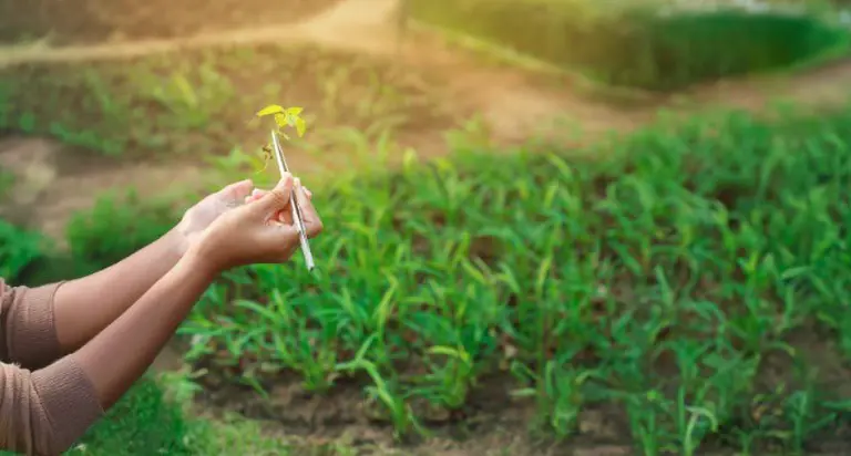 UAE issues new laws regulating international plant, animal trade