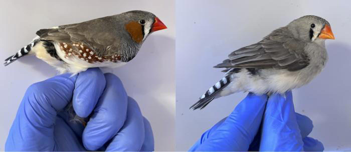 Why do some people have red or orange hair? Birds hold the surprising ...