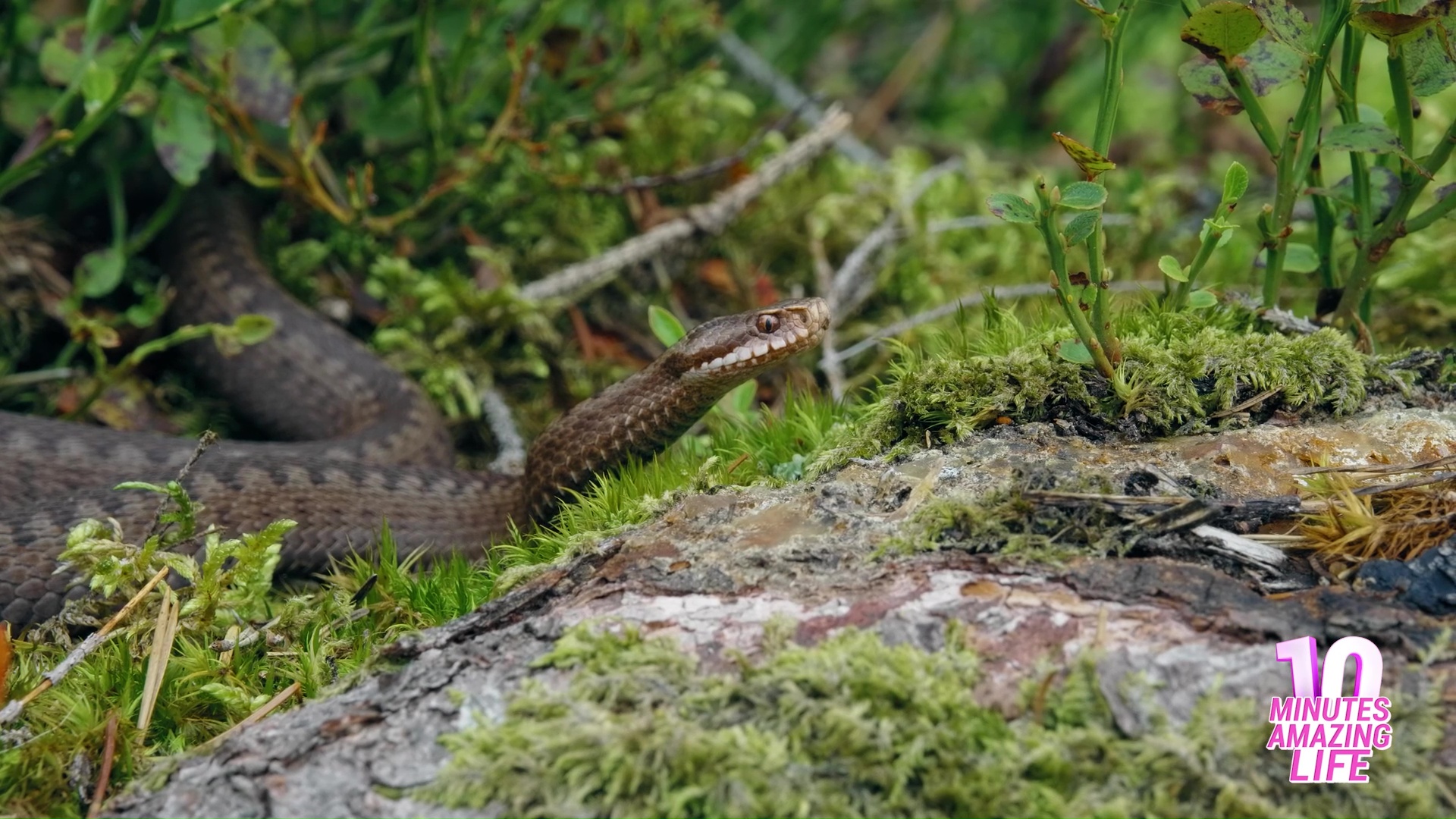 Ik zag een adder rustig reageren in het wild