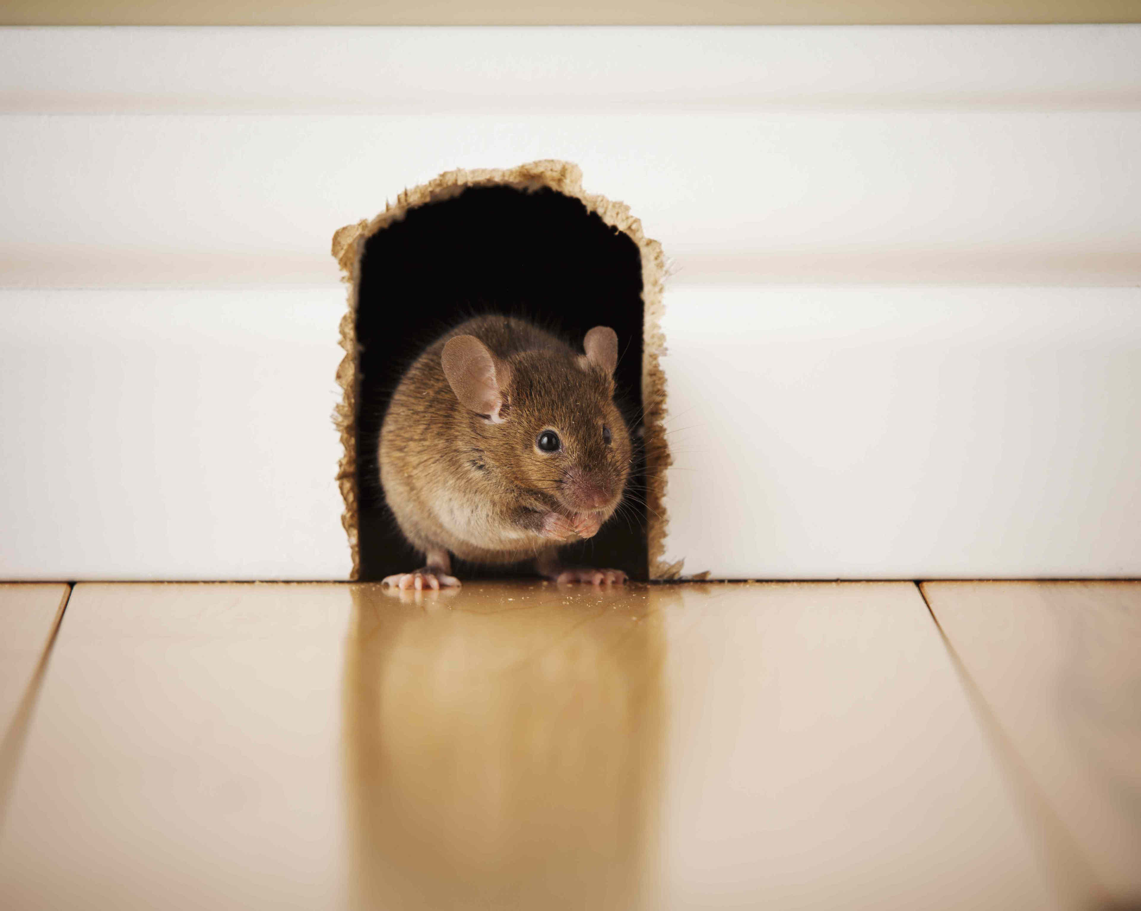 Does aluminum foil really keep mice away?