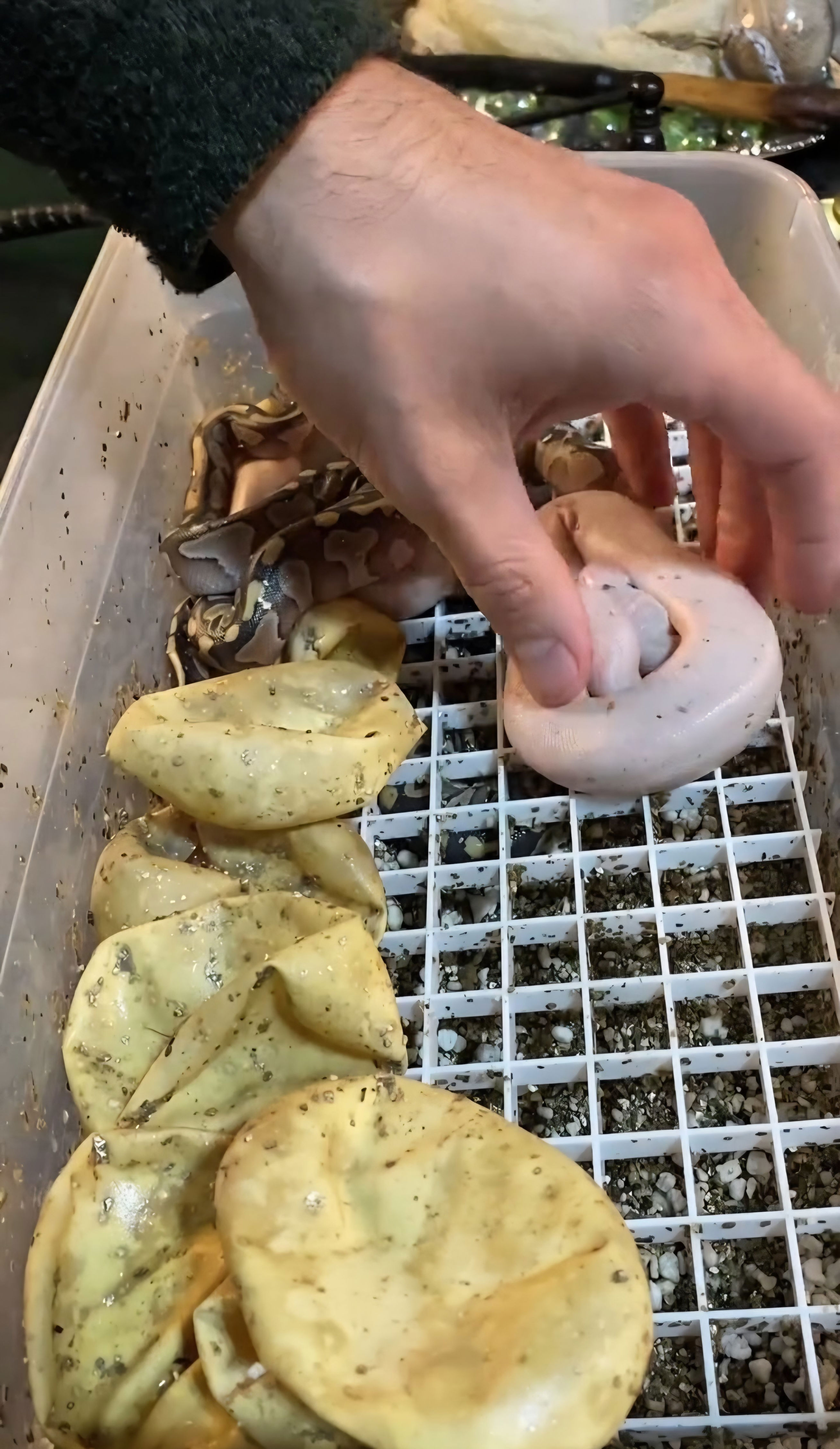 Lots of Lucy’s in this clutch! Out of 8 eggs 5 blue-eyed Lucy’s hatched ...