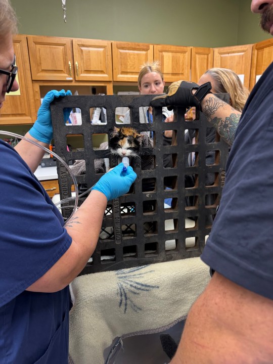 Indianapolis Fire Department saves kitten from heavy storm grate