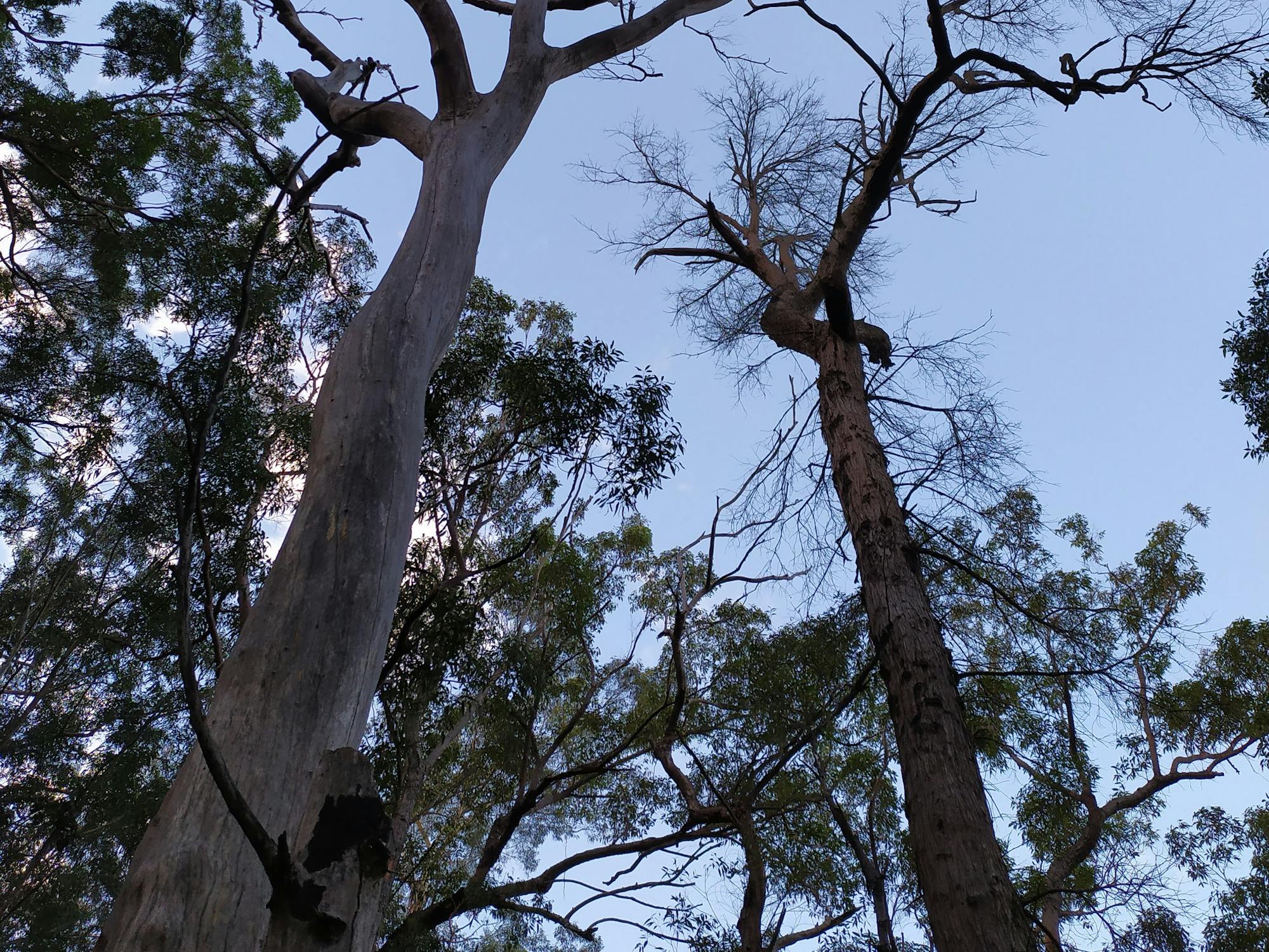 Yes, forest trees die of old age. But the warming climate is killing ...