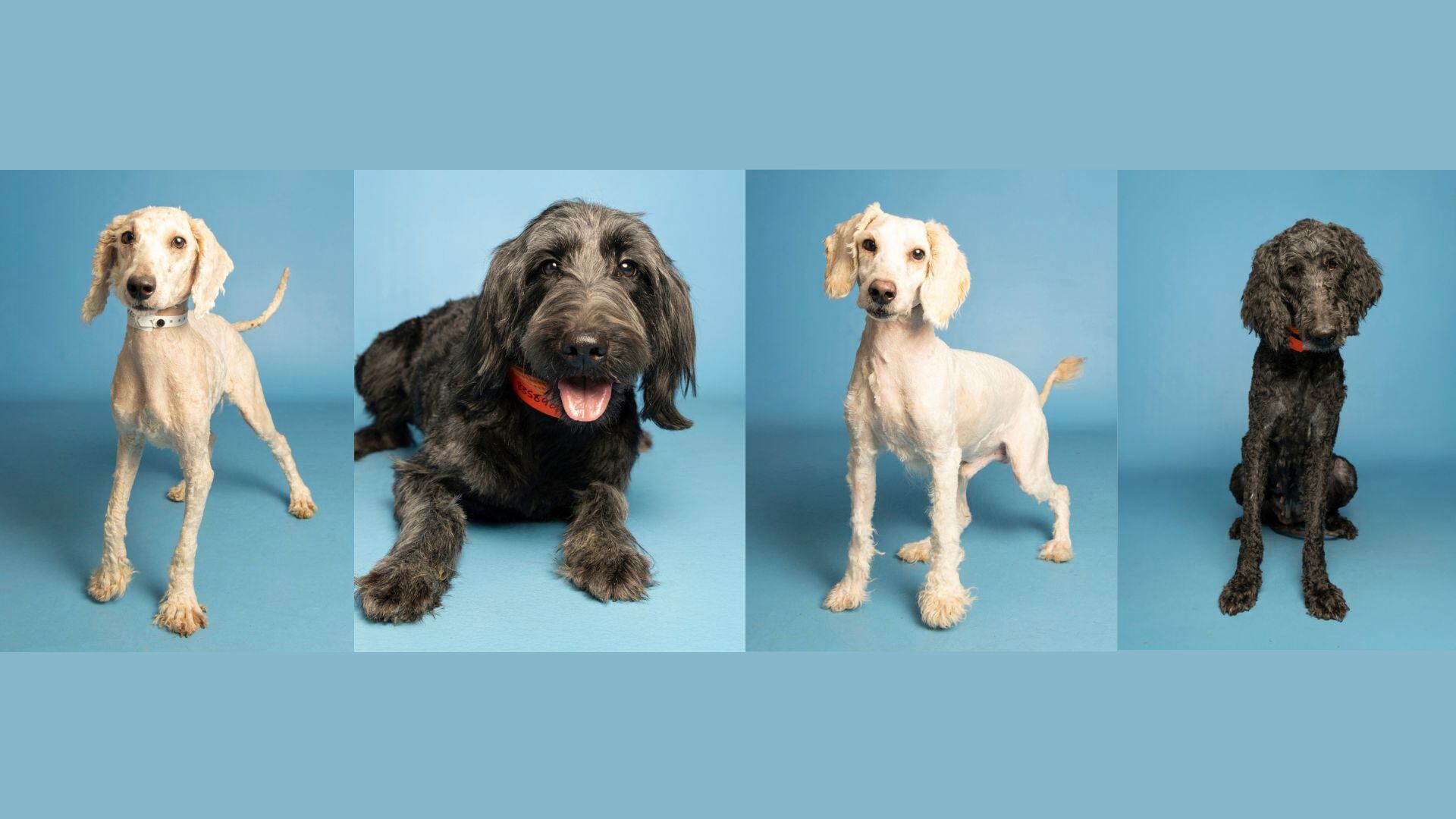 Dogs rescued from disturbing conditions in Phoenix have new families