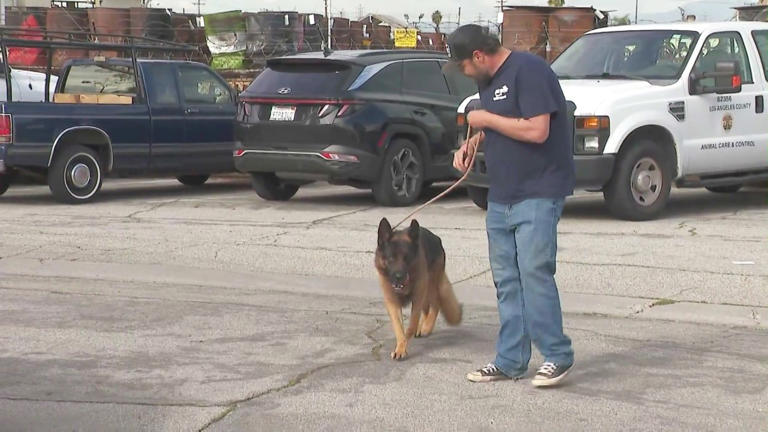 Man’s Southern California dog adoption ordeal sparks outrage, goes viral