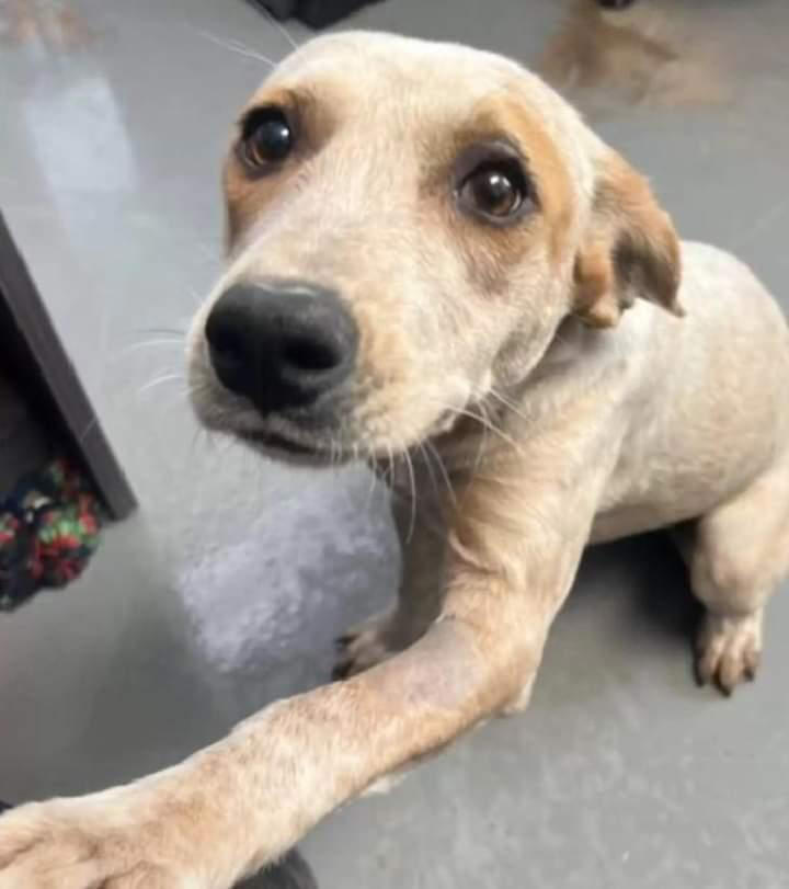 Cane randagio diventato simbolo del quartiere adottato dopo anni ...