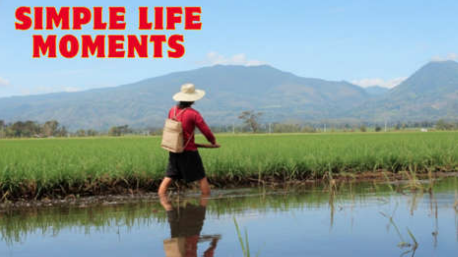 The art of snail picking in a peaceful rice field | Philippines ...