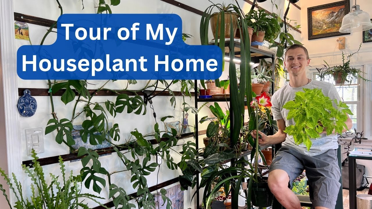 Tour of my houseplant home