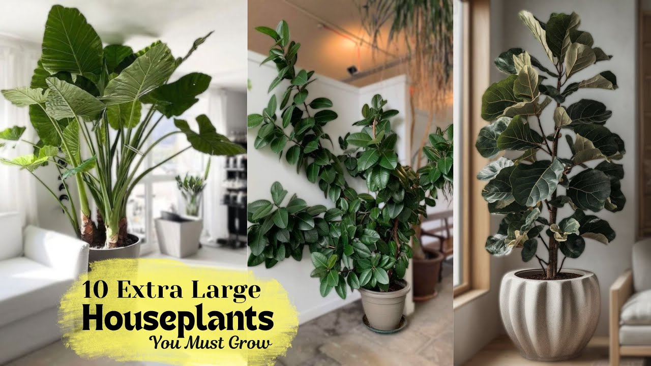 Bring life indoors with these 10 extra large houseplants