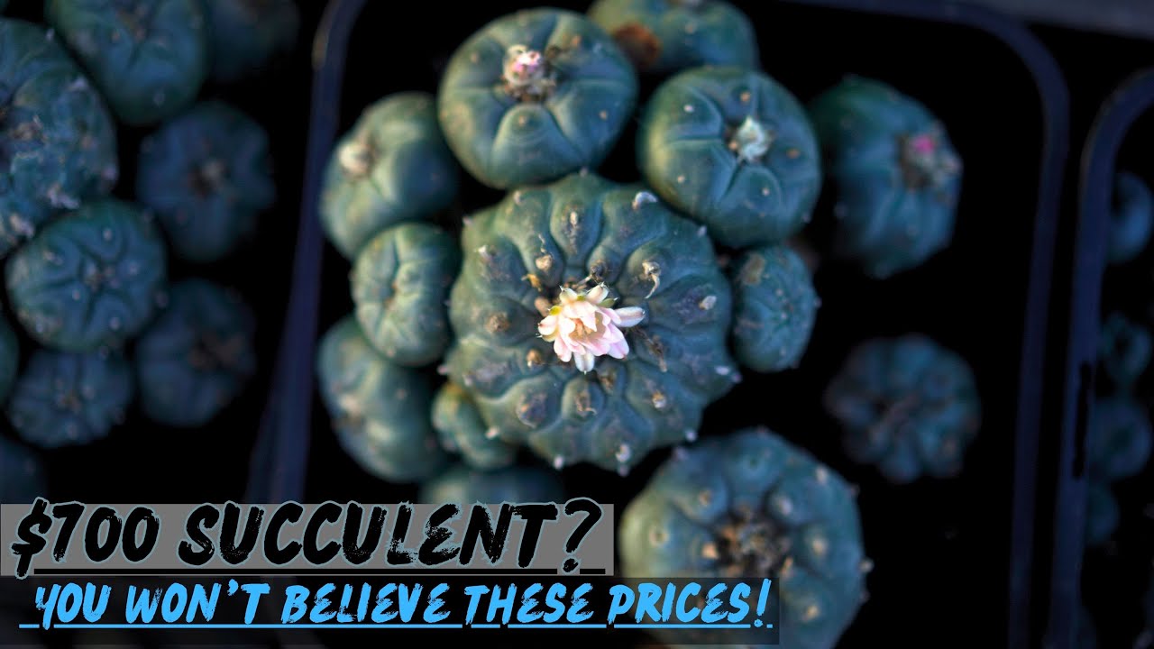 A look at the 17 most valuable succulents in the world