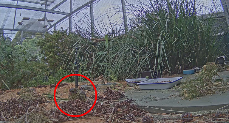 Australian world-first as rare camouflaged animal caught on camera