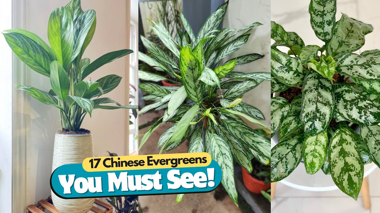 Explore 17 stunning Chinese evergreen varieties for home decor