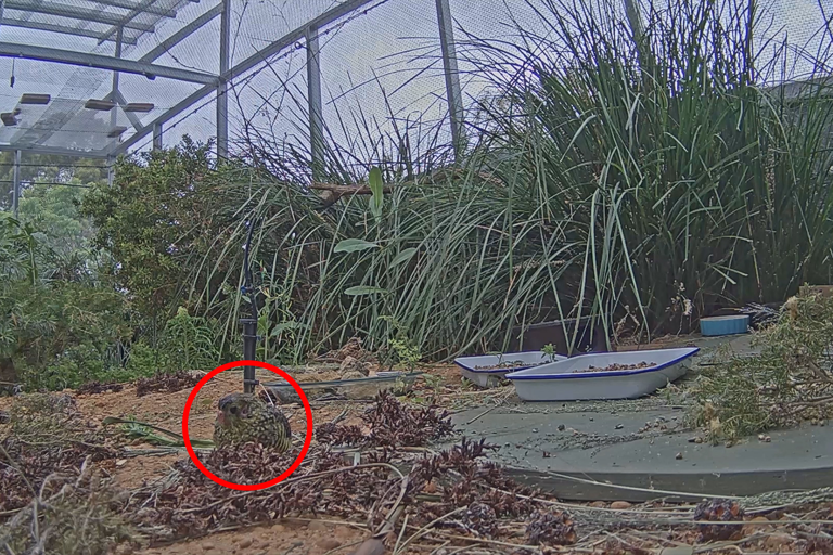 Australian world-first as rare camouflaged animal caught on camera