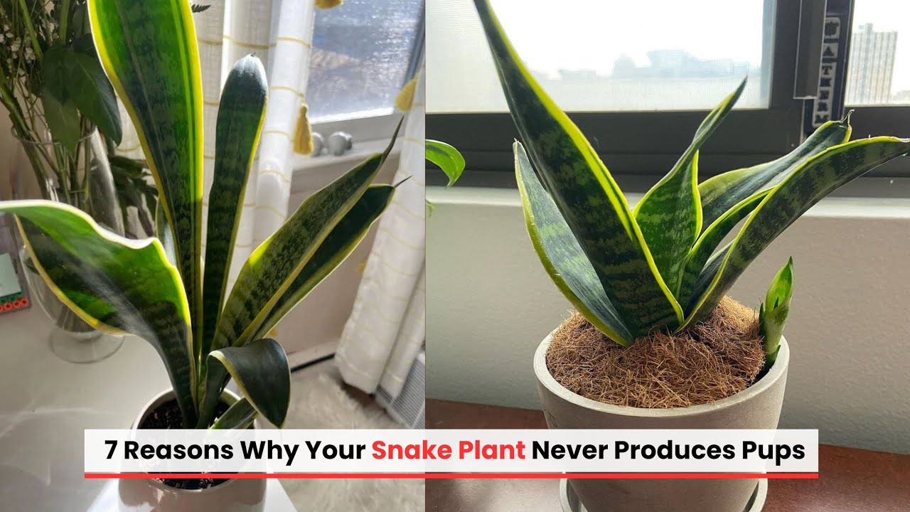 7 factors that prevent snake plants from growing pups