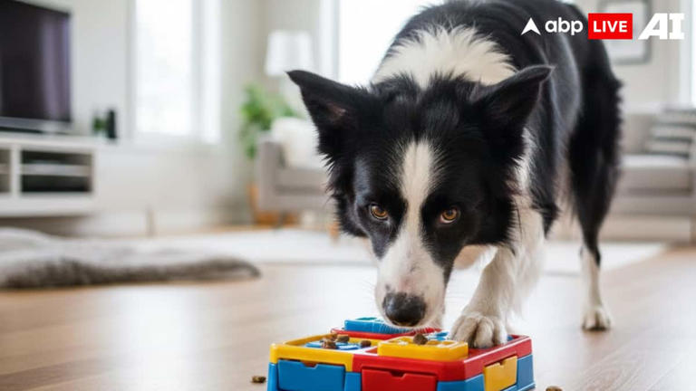 ABP Live Pet First | 8 common mistakes new pet parents make and how to ...