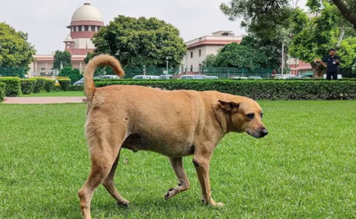 Stray dogs Supreme Court hearing live: "Can't read a dog's mind when he ...