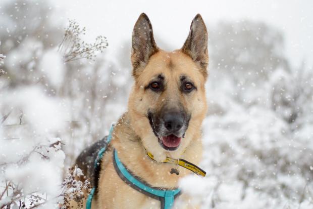 Charity urges dog walkers to take extra care near frozen water