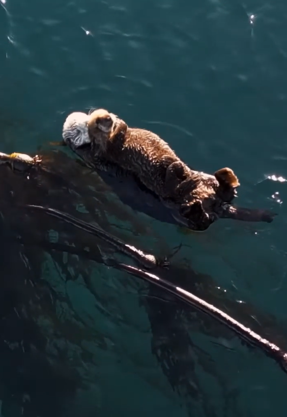 Sea otter cleans her pup among sunny kelp beds